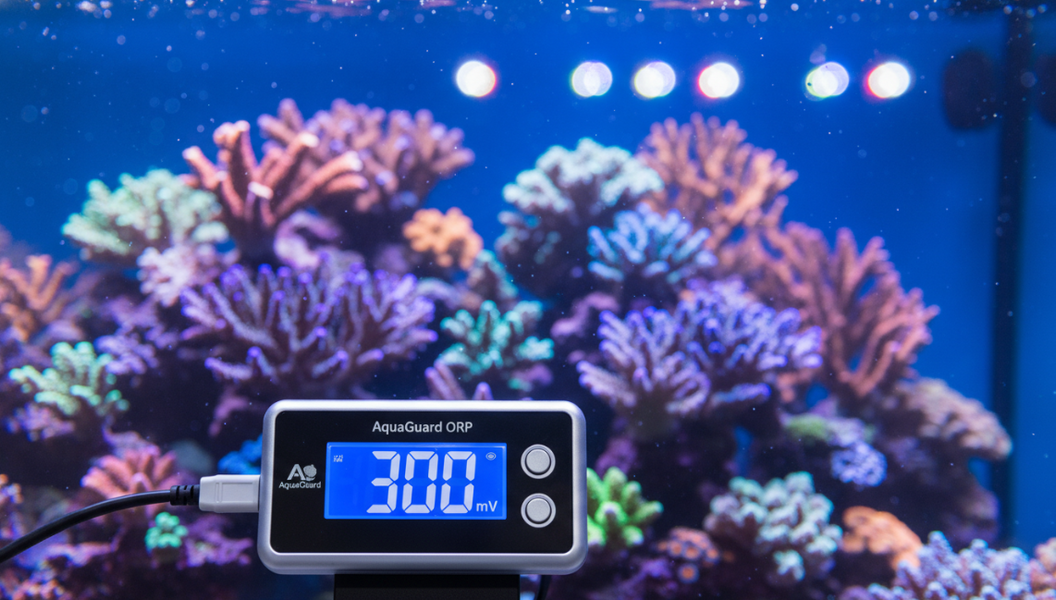 Oxidation-Reduction Potential (ORP): A Complete Guide — Reef Exclusive ...