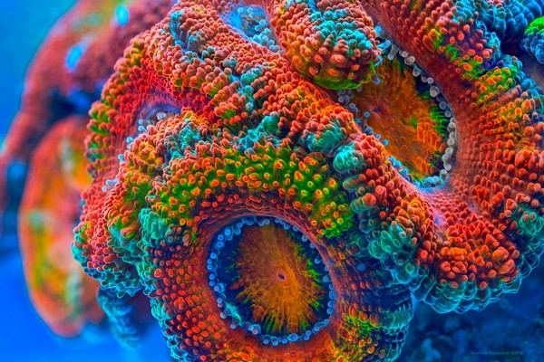 Acans Corals - Large selection of WYSIWYG marine aquarium coral ...