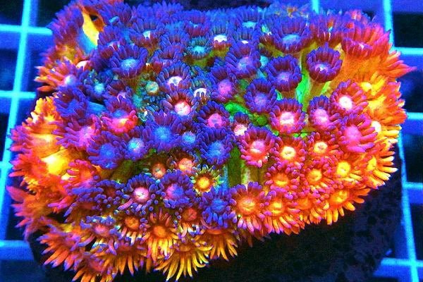 Alex's Handpicked Corals - Large selection of WYSIWYG marine aquarium ...