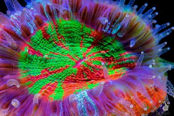 Donut Corals - Large selection of WYSIWYG marine aquarium coral ...