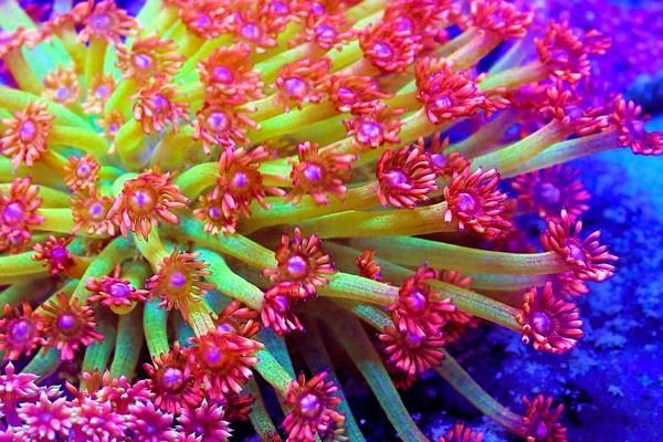 Gonis - Large selection of WYSIWYG marine aquarium coral fragments and ...