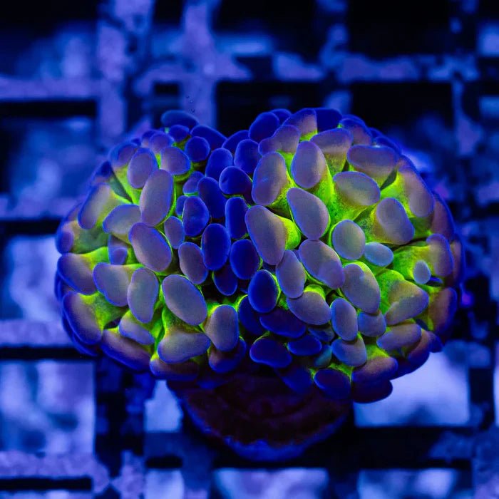 LPS Corals - Large selection of WYSIWYG marine aquarium coral fragments ...