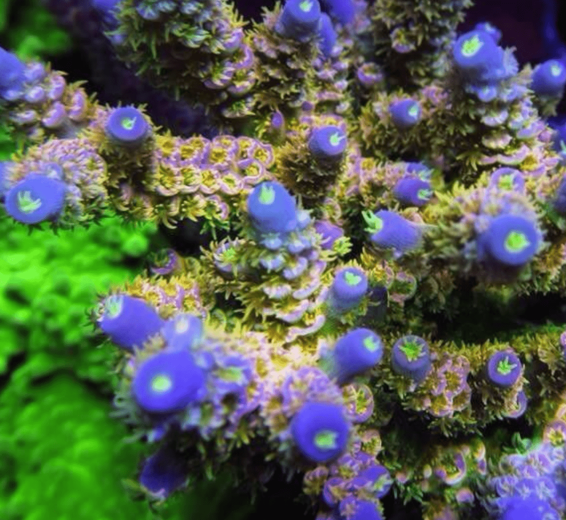 SPS Corals - Large selection of WYSIWYG marine aquarium coral fragments and colonies for sale ...