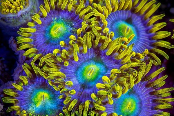 Zoas - Large selection of WYSIWYG marine aquarium coral fragments and ...