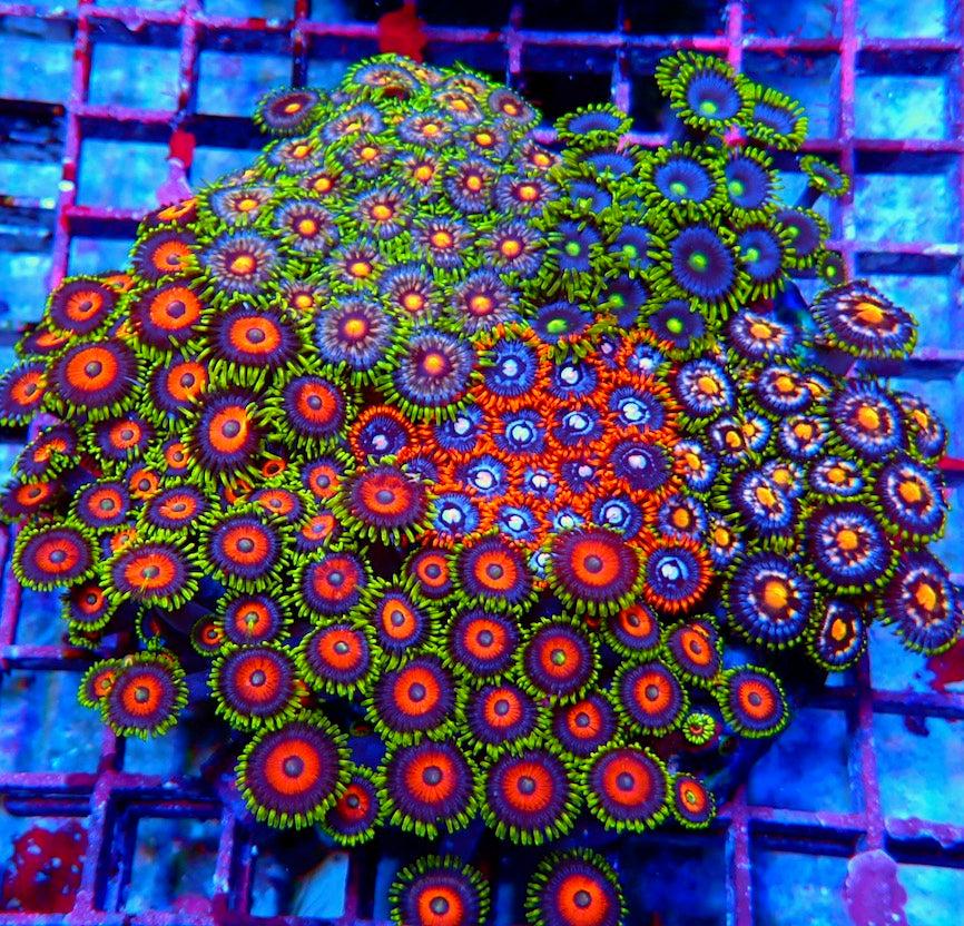 Bright Zoas Zoas for $50 - Large selection of WYSIWYG marine aquarium ...