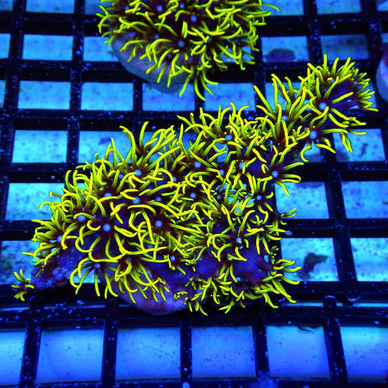 Neon Green Star Polyp Coral Other Softies for $50 - Large selection of ...