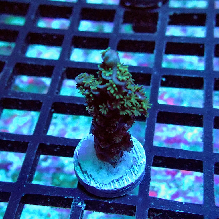 REx Crowned Goblin Acro Acros Coralsfor $90 - Large selection of ...