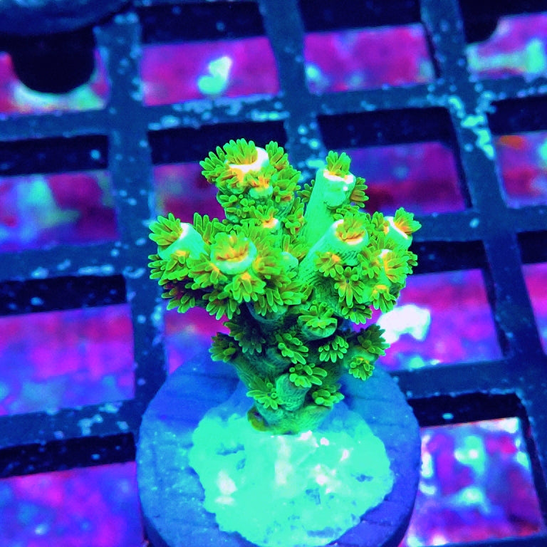 Tenuis Green Pink Scales Acro — Reef Exclusive MA LLC