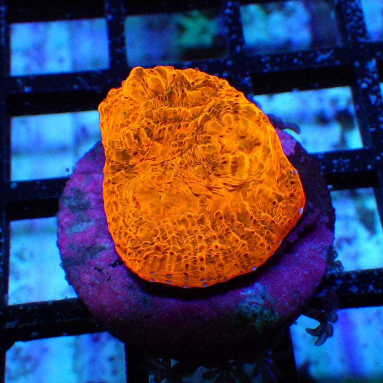 Burgundy Yellow Eyes Chalice Chalice coralsfor $50 - Large selection of ...