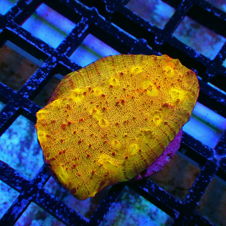Pink Yellow Alien Eye Chalice Frag Chalice coralsfor $60 - Large ...