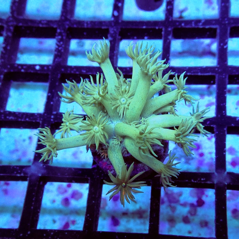 Goniopora Ultra Gonis for $85 - Large selection of WYSIWYG marine ...