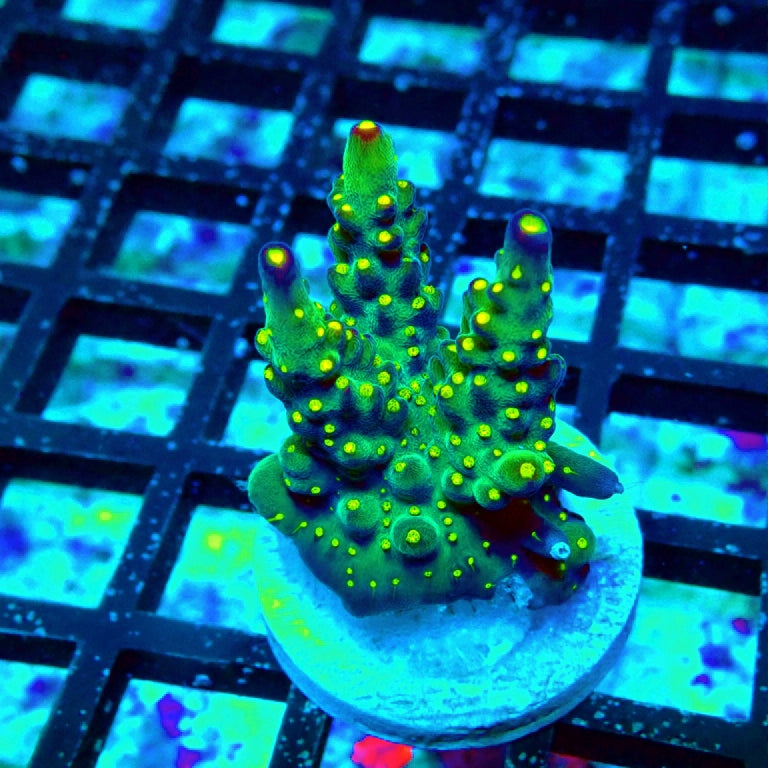 REx Super Yellow Pikachu Acro Acros Coralsfor $105 - Large selection of ...