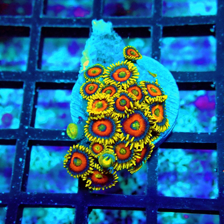 Ultra Zoas Frag — Reef Exclusive MA LLC