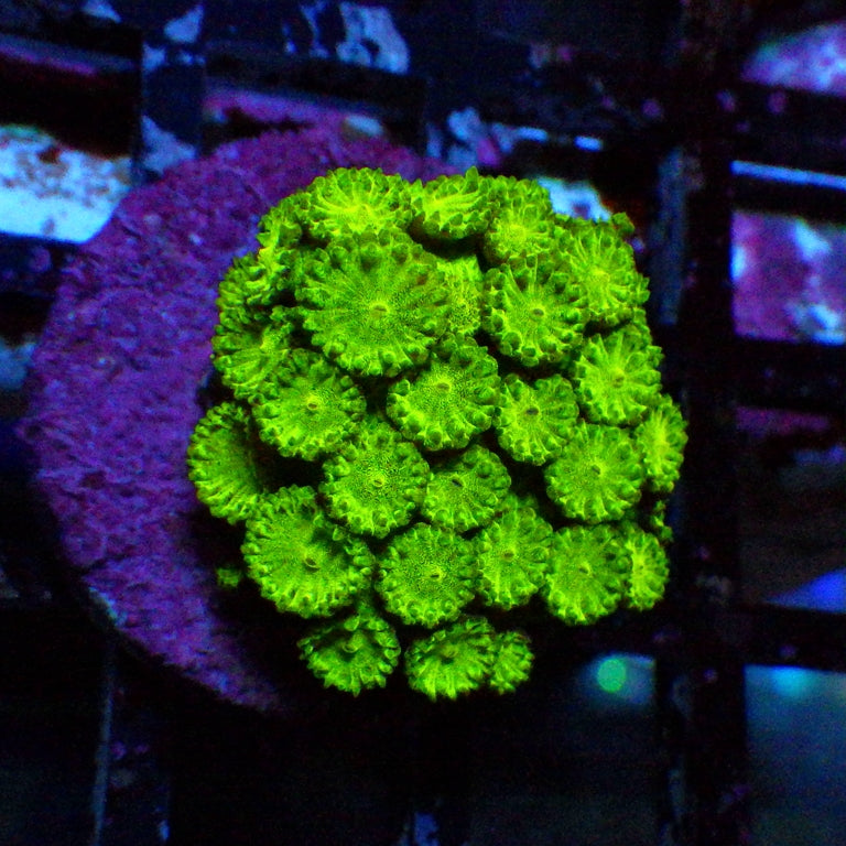 Goniopora Super Ultra (Goniopora sp.) Gonis for $116 - Large selection ...