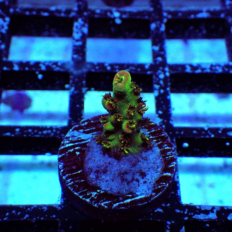 REx Rainbow Worms Acros Coralsfor $115 - Large selection of WYSIWYG ...