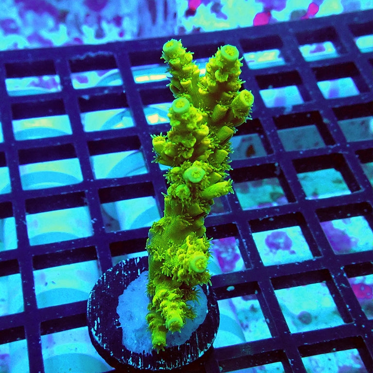 Tenuis Ultra Green Acro — Reef Exclusive MA LLC