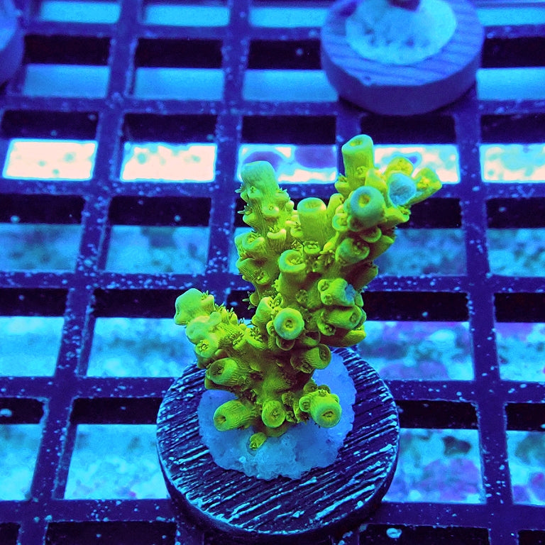 Tenuis Ultra Green-Yellow Blue Tips Acro — Reef Exclusive MA LLC