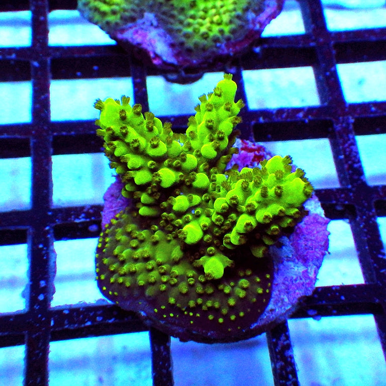54 Acro Frag Acros Coralsfor $100 - Large selection of WYSIWYG marine ...
