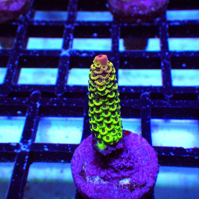 REx Orange Sunset Mille — Reef Exclusive MA LLC