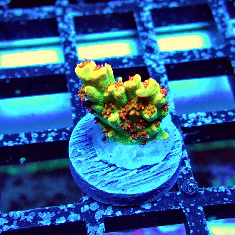 REx Home Wrecker Acro Acros Coralsfor $115 - Large selection of WYSIWYG ...