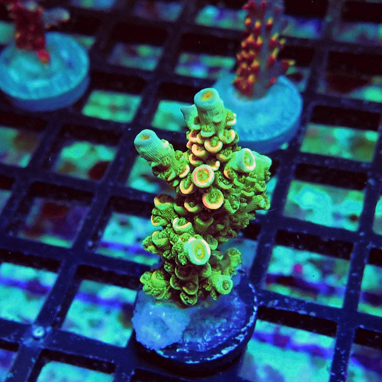 Tenuis Green Pink Scales Acro — Reef Exclusive MA LLC
