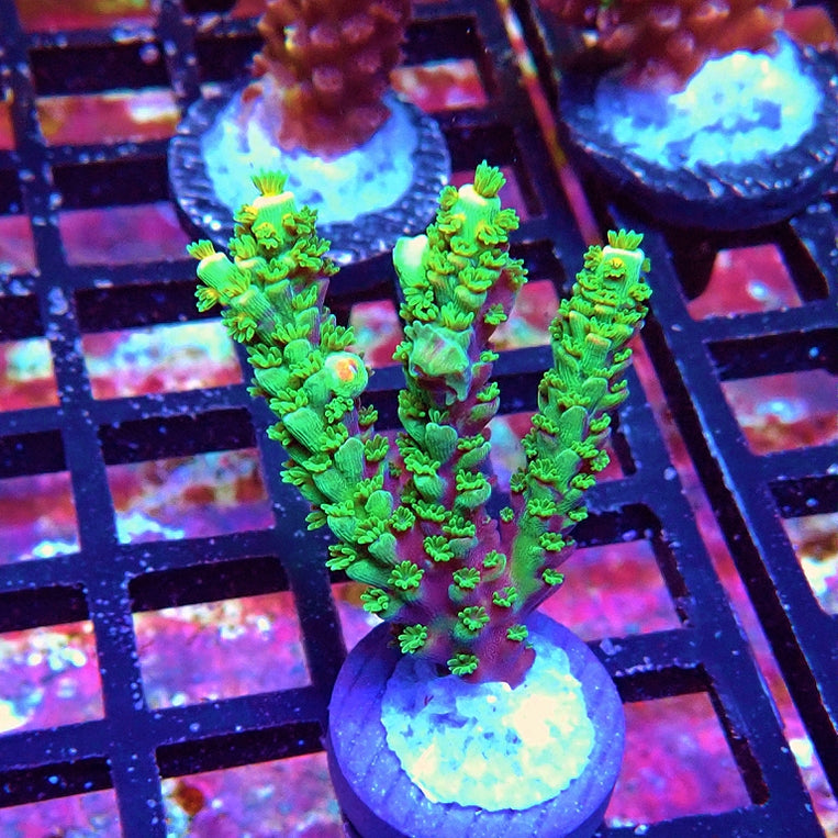 Tenuis Green Pink Scales Acro — Reef Exclusive MA LLC