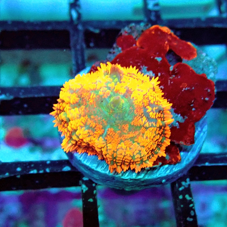 Rhodactis Red Green Center Ultra — Reef Exclusive MA LLC
