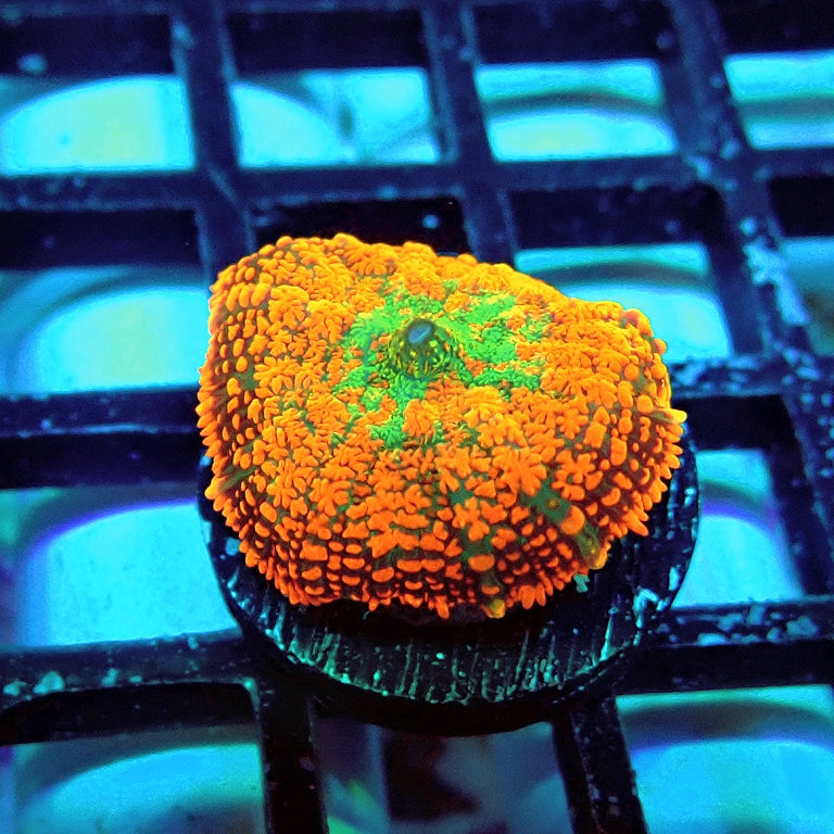 Rhodactis Red Green Center Ultra — Reef Exclusive MA LLC