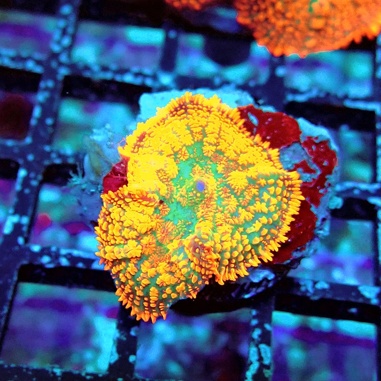 Rhodactis Red Green Center Ultra — Reef Exclusive MA LLC