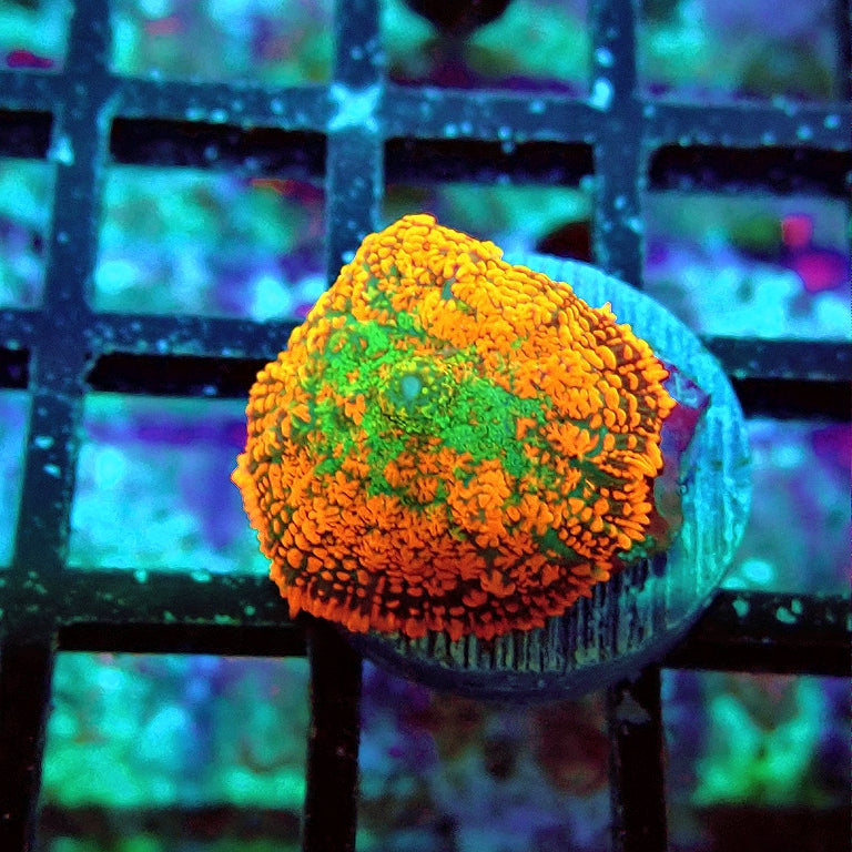 Rhodactis Red Green Center Ultra — Reef Exclusive MA LLC
