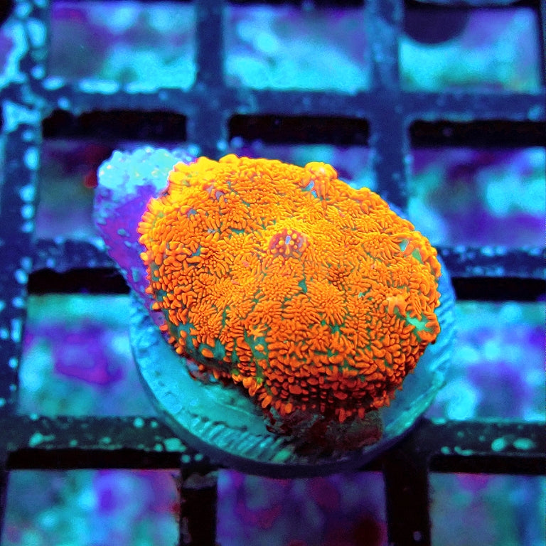 Rhodactis Red Ultra — Reef Exclusive MA LLC