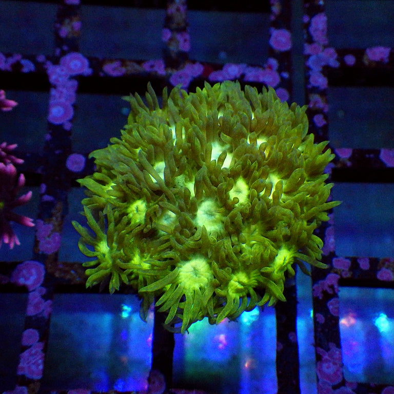 Goniopora Super Ultra Yellow Gonis for $105 - Large selection of ...