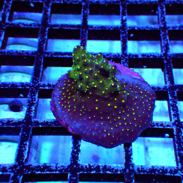 REx Rainbow Crazy Tenuis Acro Acros Coralsfor $125 - Large selection of ...