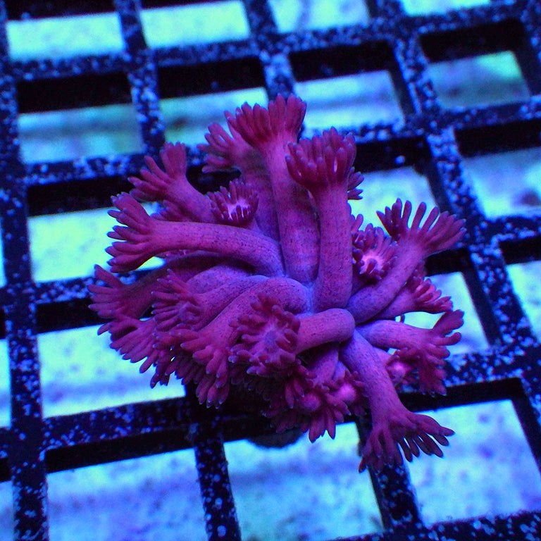 Goniopora Super Ultra Gonis for $125 - Large selection of WYSIWYG ...
