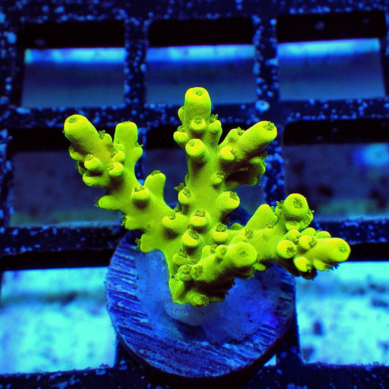 REx Selago Gold Acro Acros Coralsfor $105 - Large selection of WYSIWYG ...