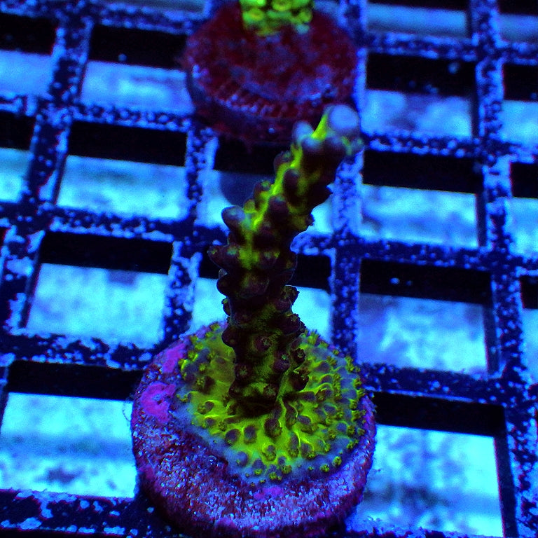 REx Speciosa Gold Rainbow Acro Acros Coralsfor $145 - Large selection ...