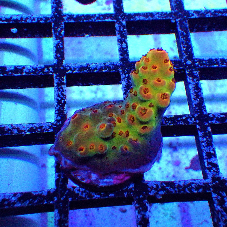 REx Rainbow Crazy Tenuis Acro Acros Coralsfor $125 - Large selection of ...