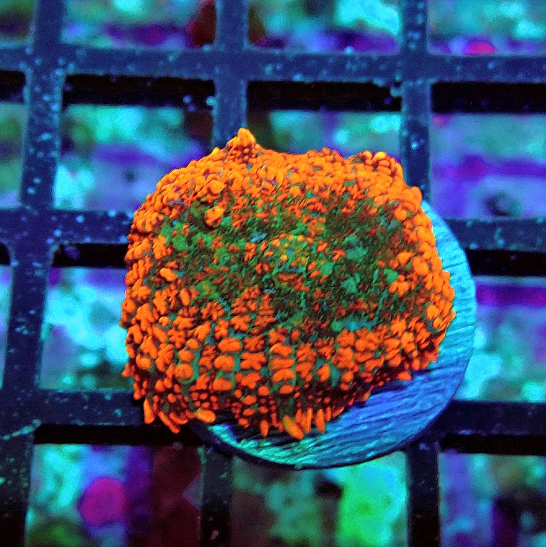 Rhodactis Red Green Center Ultra — Reef Exclusive MA LLC