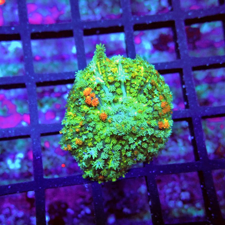 Turquoise Blue Rhodactis Colony Mushroomsfor $80 - Large selection of ...