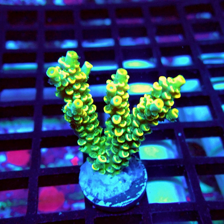 Golden Smoke Tenuis Acro — Reef Exclusive MA LLC