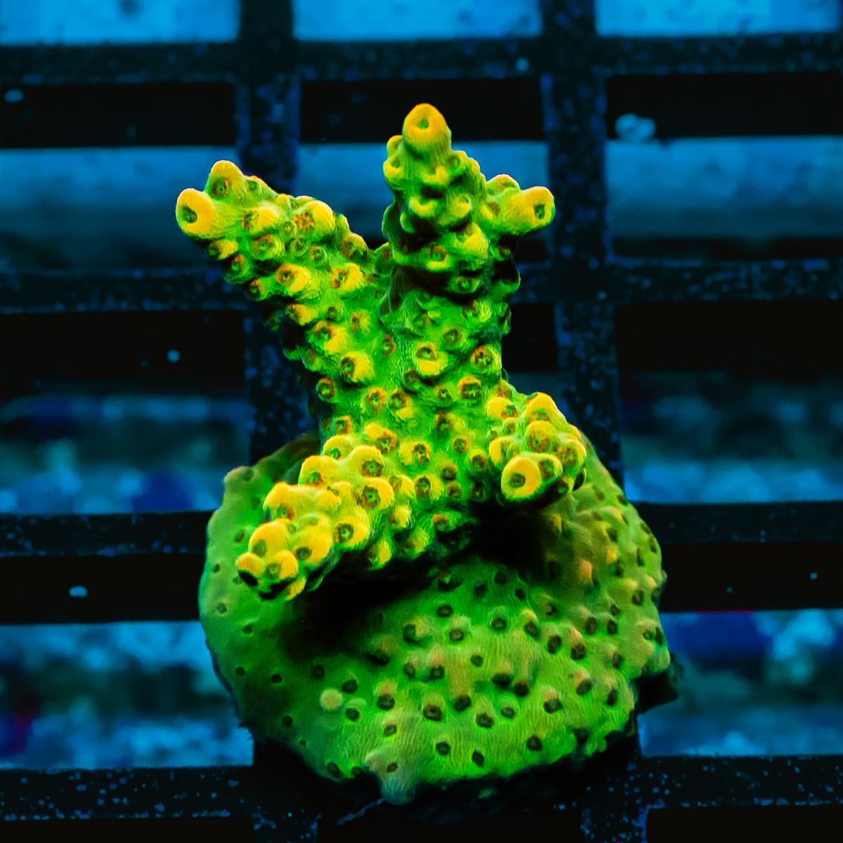 72 Acro Frag — Reef Exclusive MA LLC