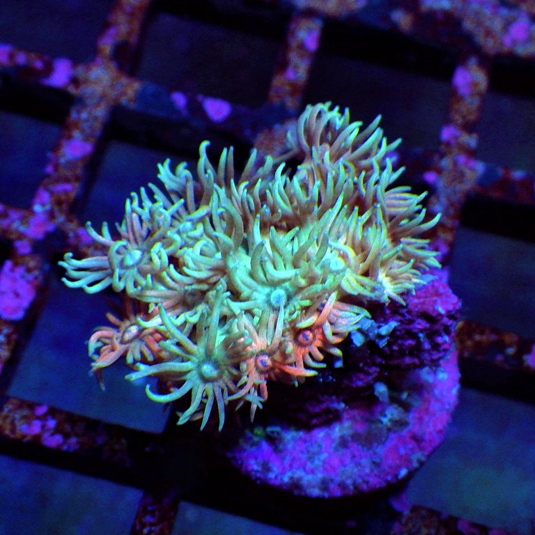 Goniopora Super Ultra Gonis for $125 - Large selection of WYSIWYG ...