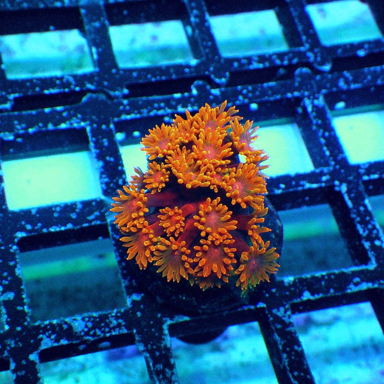 Goniopora Super Ultra Gonis for $121 - Large selection of WYSIWYG ...