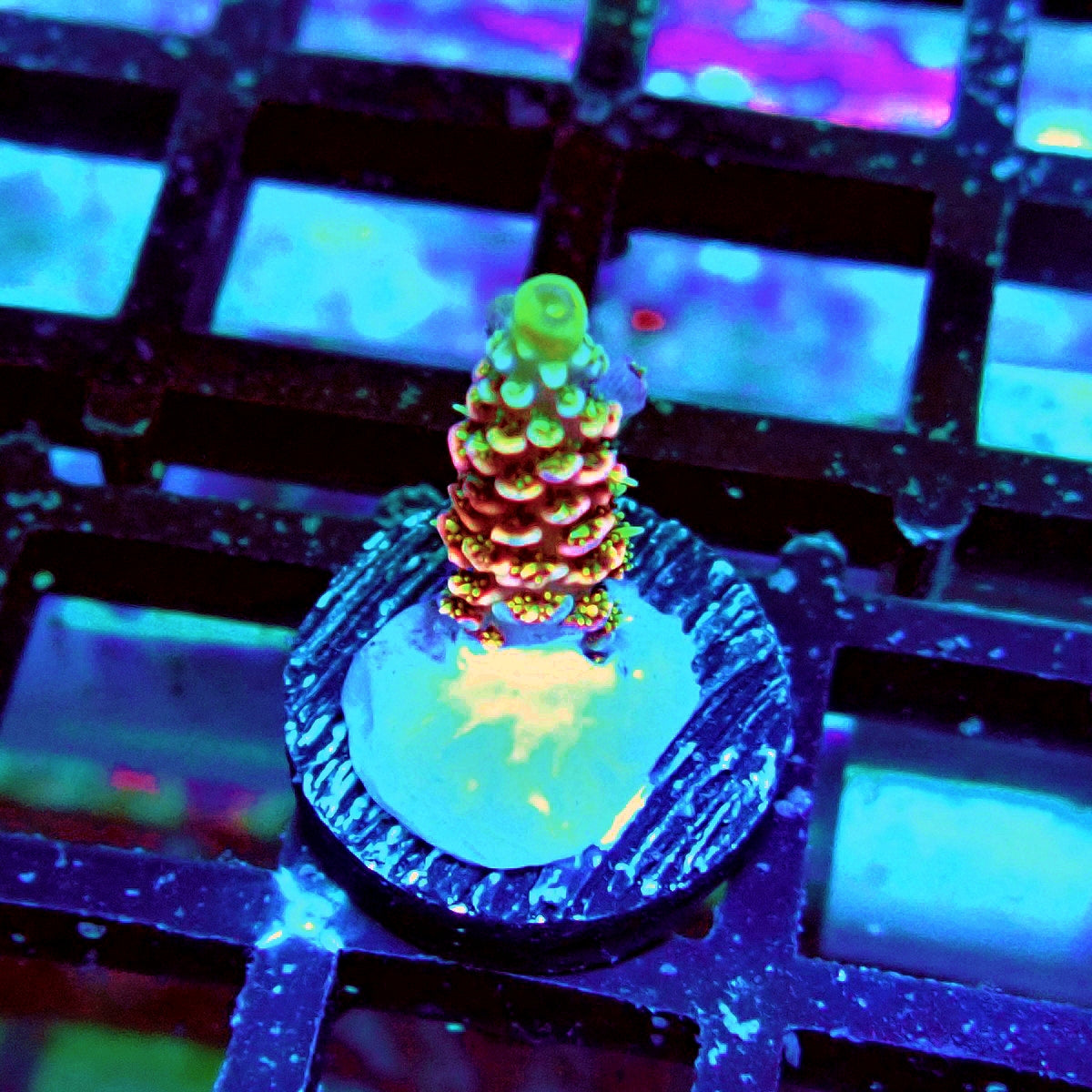 REx Home Wrecker Acro Acros Coralsfor $125 - Large selection of WYSIWYG ...