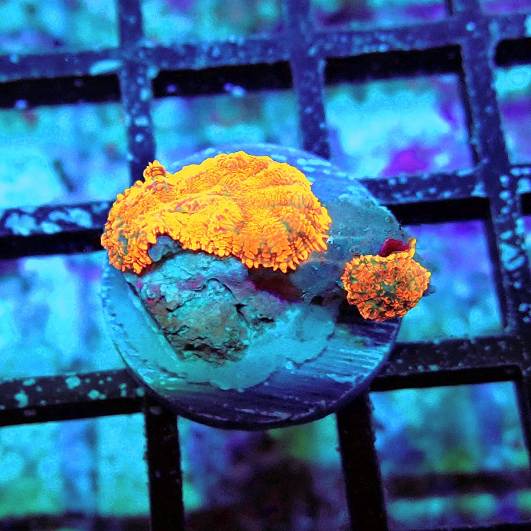 Rhodactis Red Ultra — Reef Exclusive MA LLC