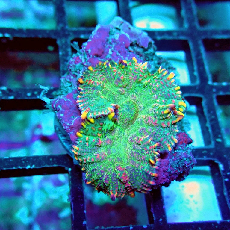 Rhodactis Mint Rainbow — Reef Exclusive MA LLC