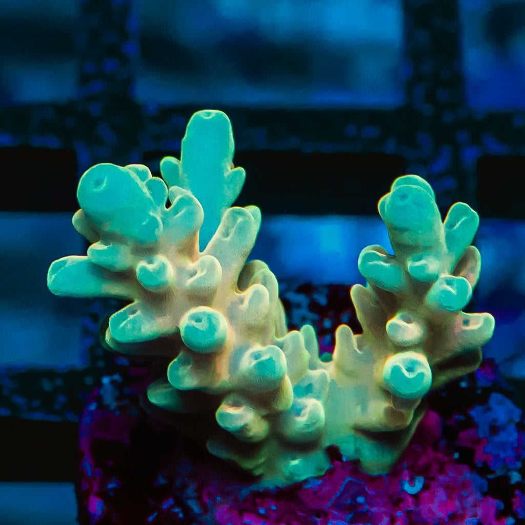 Acros Corals - Large selection of WYSIWYG marine aquarium coral ...