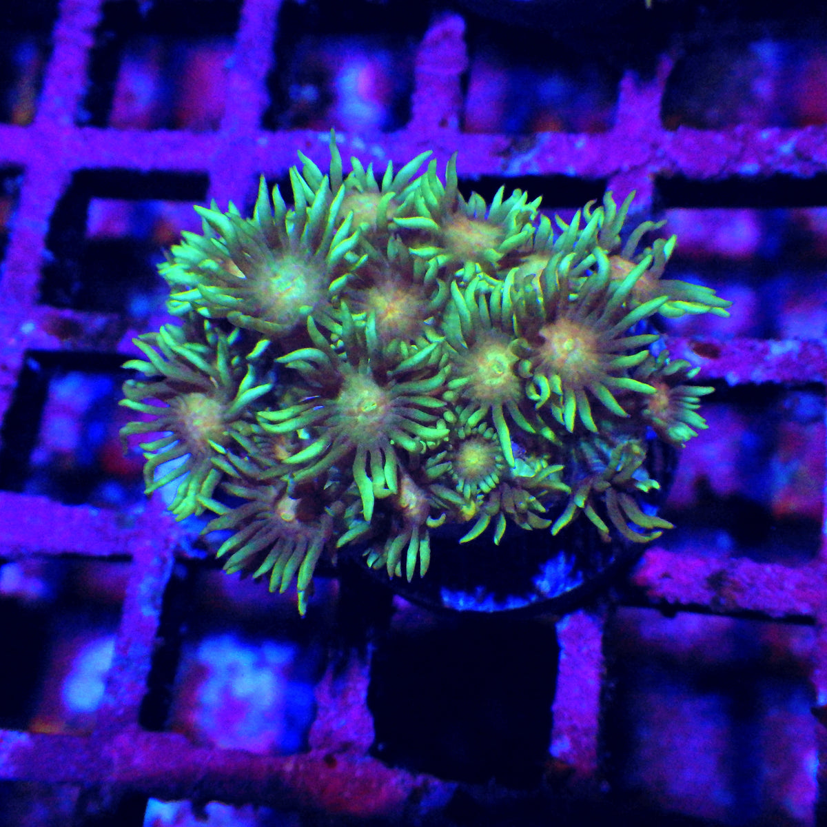 Goniopora Super Ultra (Goniopora sp.) Gonis for $127 - Large selection ...
