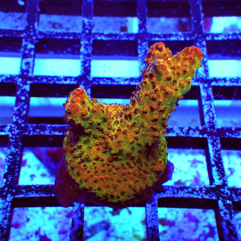 REx Speciosa Gold Rainbow Acro Acros Coralsfor $145 - Large selection ...