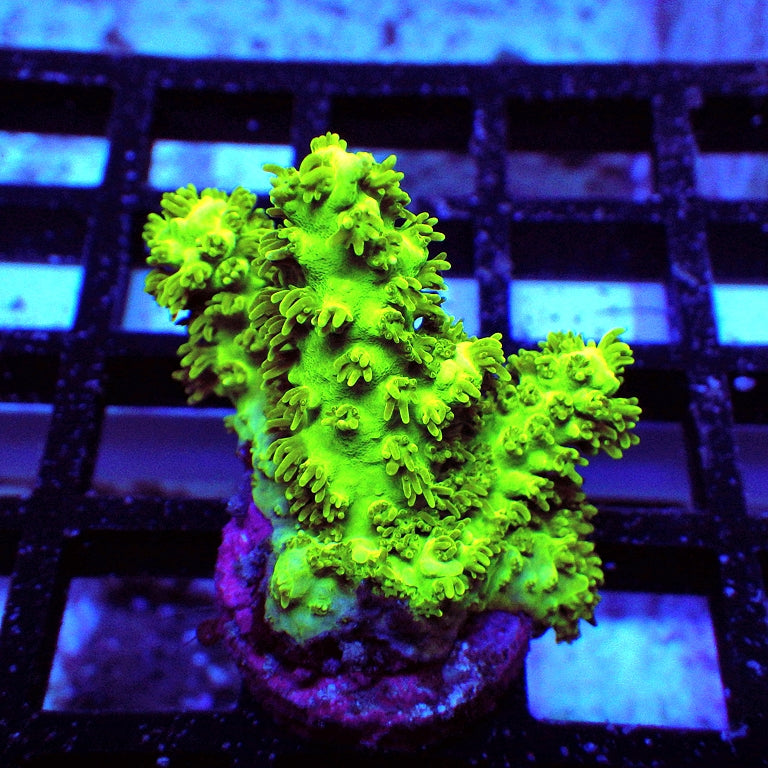 REx Marvin-Martin Acro Acros Coralsfor $120 - Large selection of ...